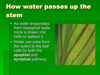How Water Passes Up The Stem | PPT