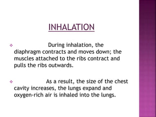 How air enters the lungs | PPTX | Lung and Respiratory Health ...