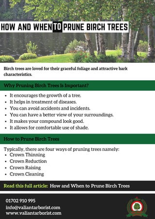 How and When to Prune Birch Trees | PDF | Woodworking | Arts and Crafts