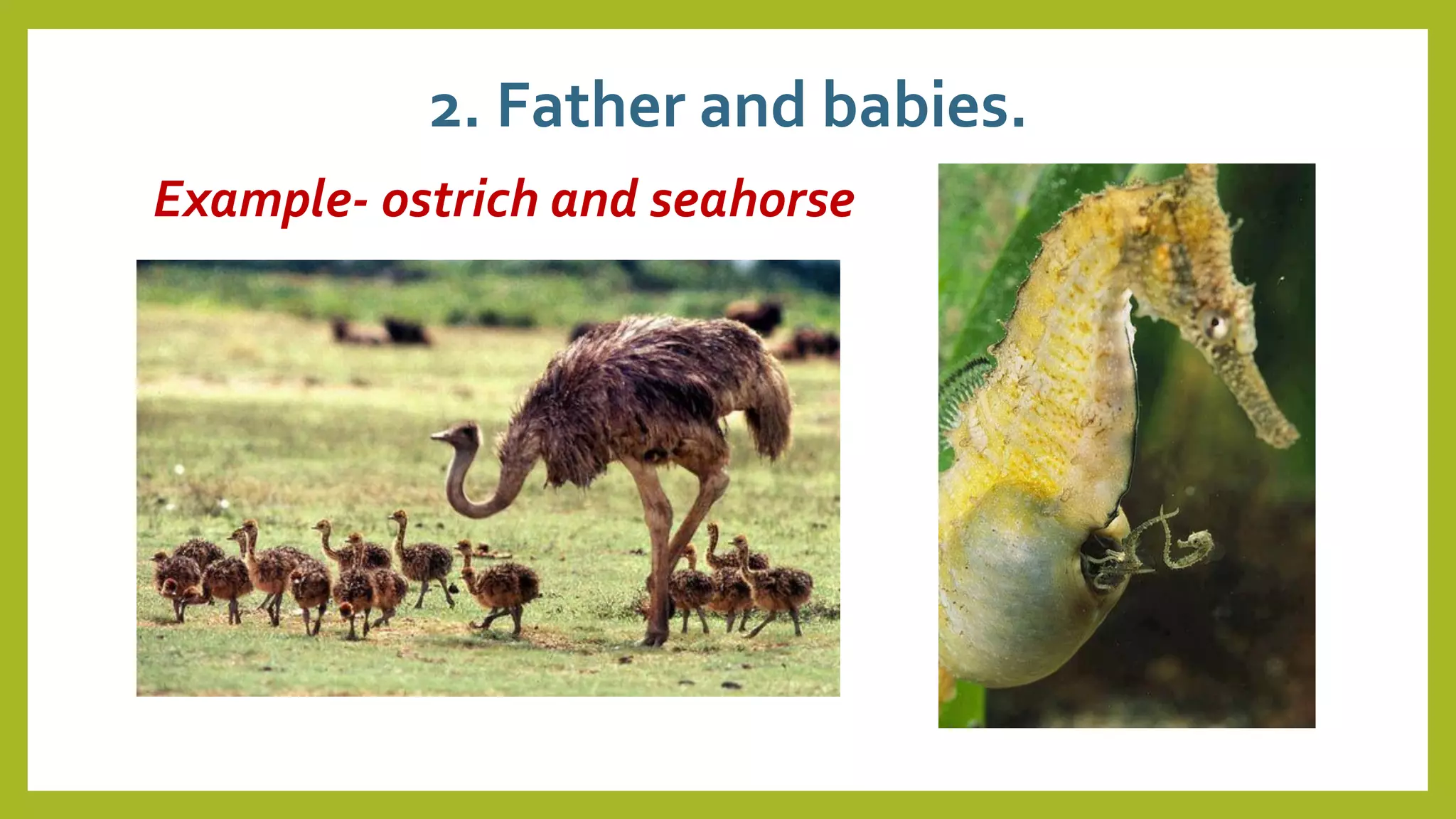 How animals behave | PPT