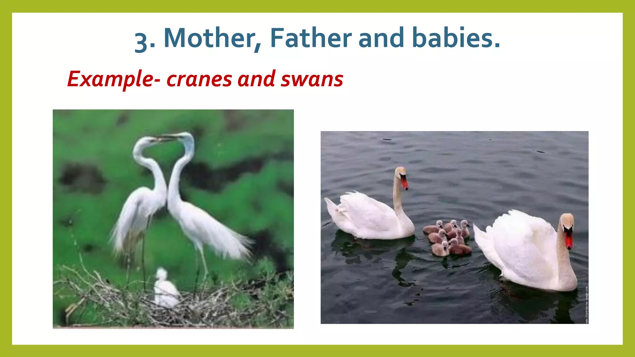 How animals behave | PPT