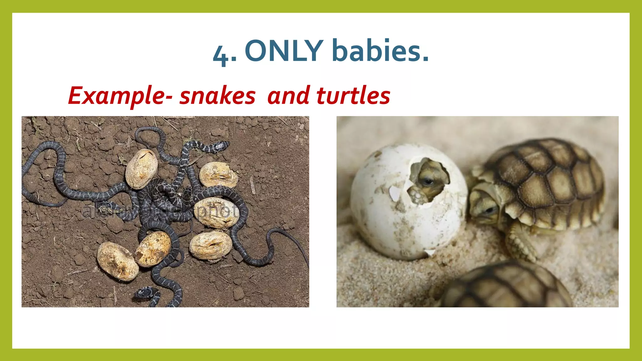 How animals behave | PPT