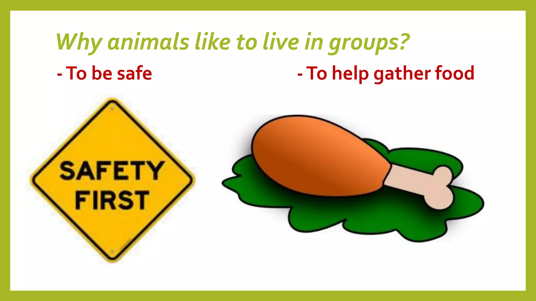 How animals behave | PPT