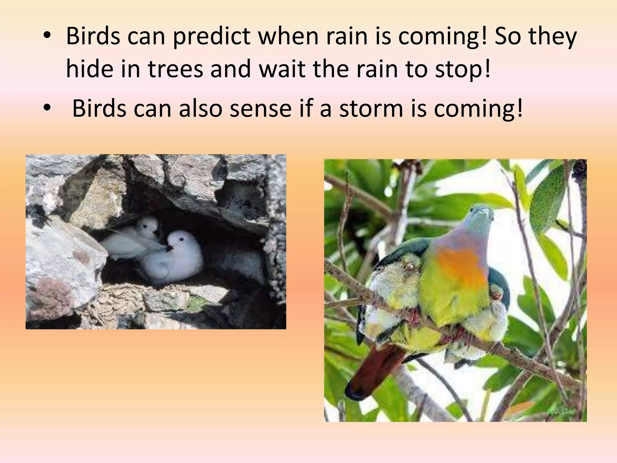 How animals behave in diff weather | PPTX