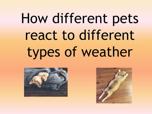 How animals behave in diff weather | PPT