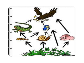 How animals get their food 14 | PPTX