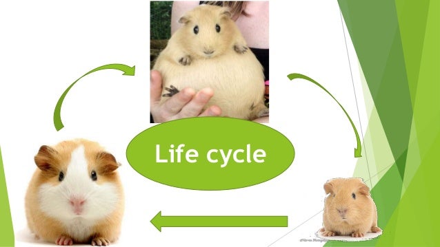 How animals grow and change wiki final