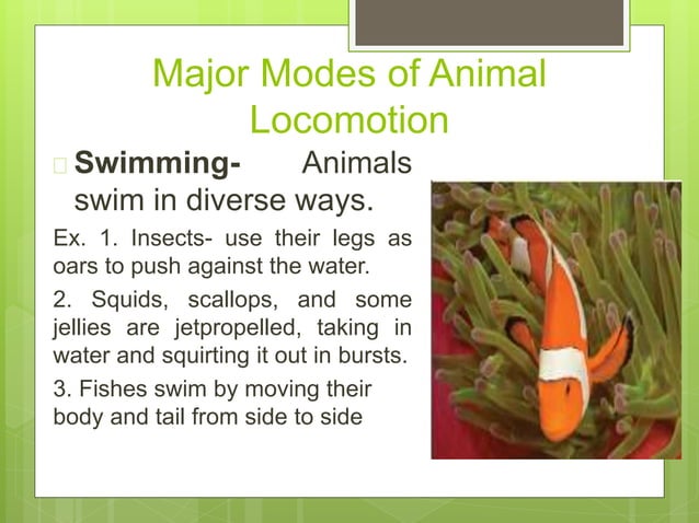 How animals move | PPTX