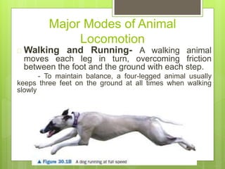 How animals move | PPTX