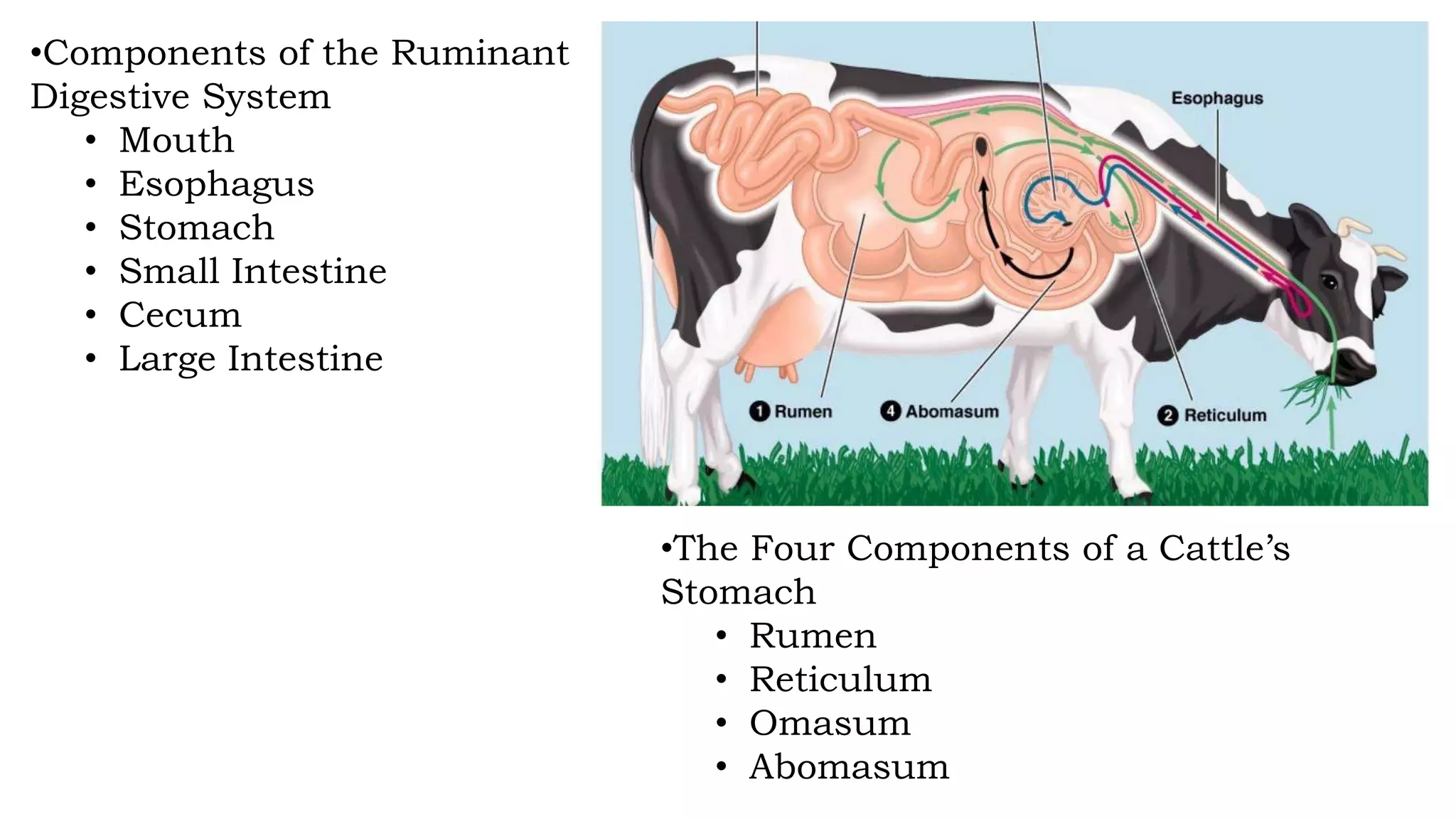 HOW ANIMALS SURVIVE.pptx
