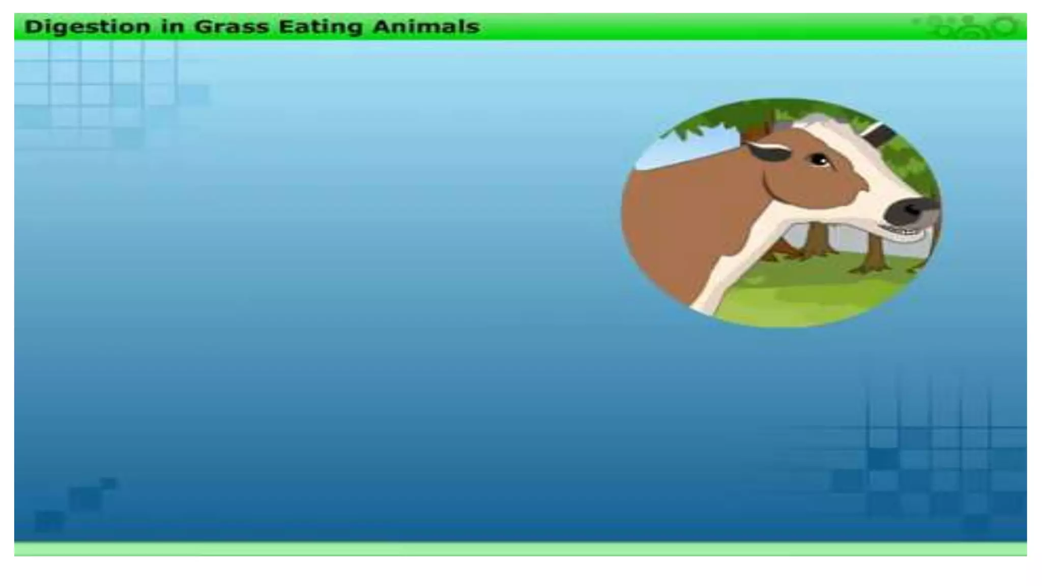 HOW ANIMALS SURVIVE.pptx