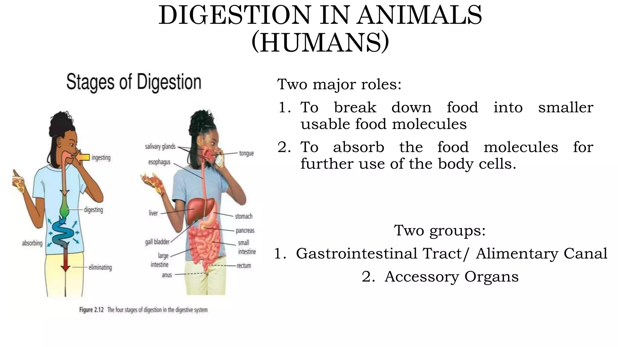 HOW ANIMALS SURVIVE.pptx