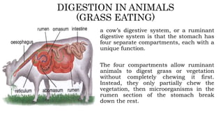 HOW ANIMALS SURVIVE.pptx