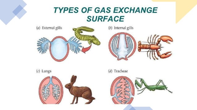 HOW ANIMALS SURVIVE.pptx | Lung and Respiratory Health | Diseases and ...