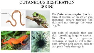 HOW ANIMALS SURVIVE.pptx