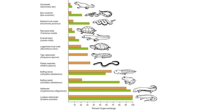 HOW ANIMALS SURVIVE.pptx | Lung and Respiratory Health | Diseases and ...