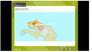 HOW ANIMALS SURVIVE.pptx