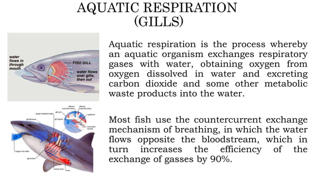 HOW ANIMALS SURVIVE.pptx | Lung and Respiratory Health | Diseases and ...