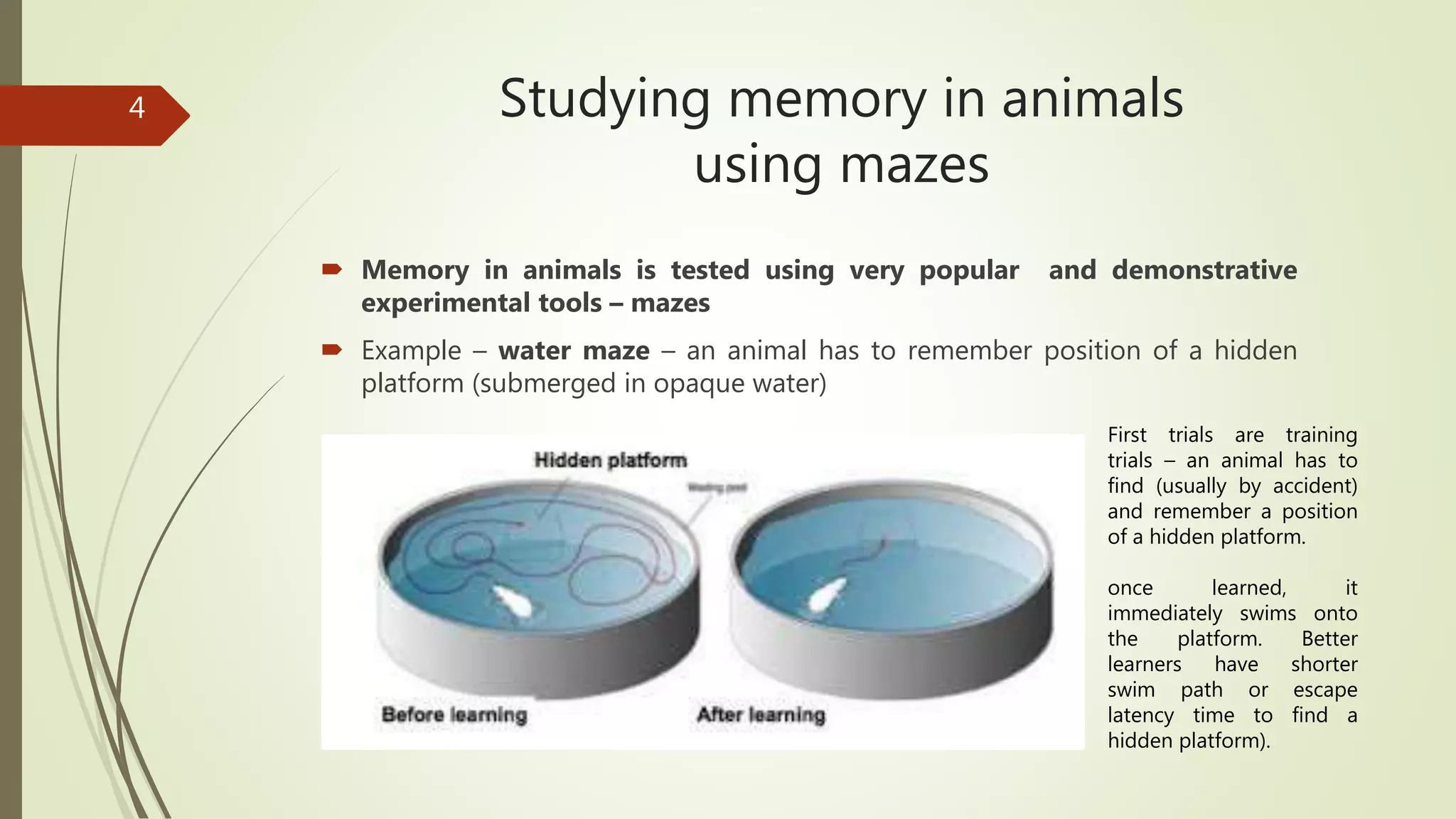 How animals think | PPT