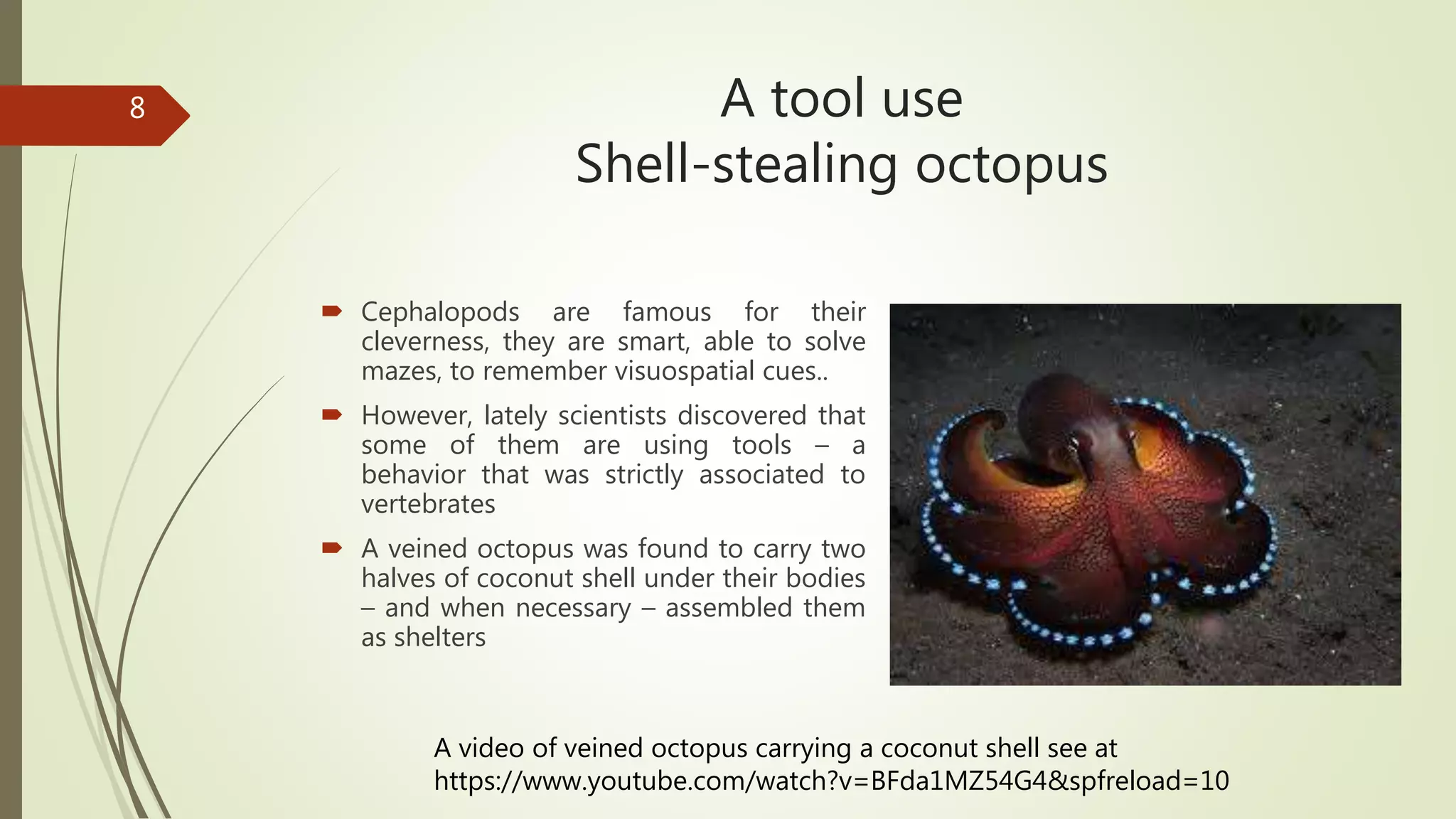 How animals think | PPT