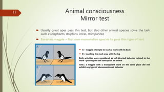 How animals think | PPT