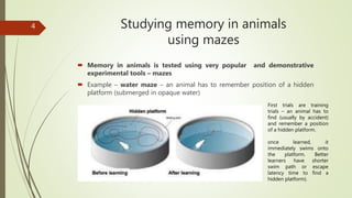 How animals think | PPTX