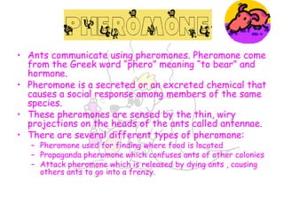 How ants communicate. | PPT