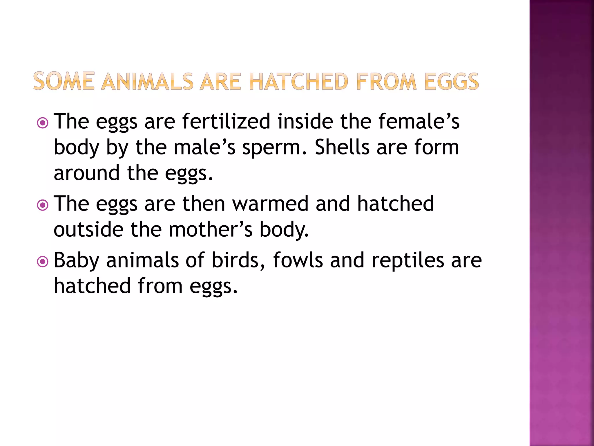 How are animals born | PPTX
