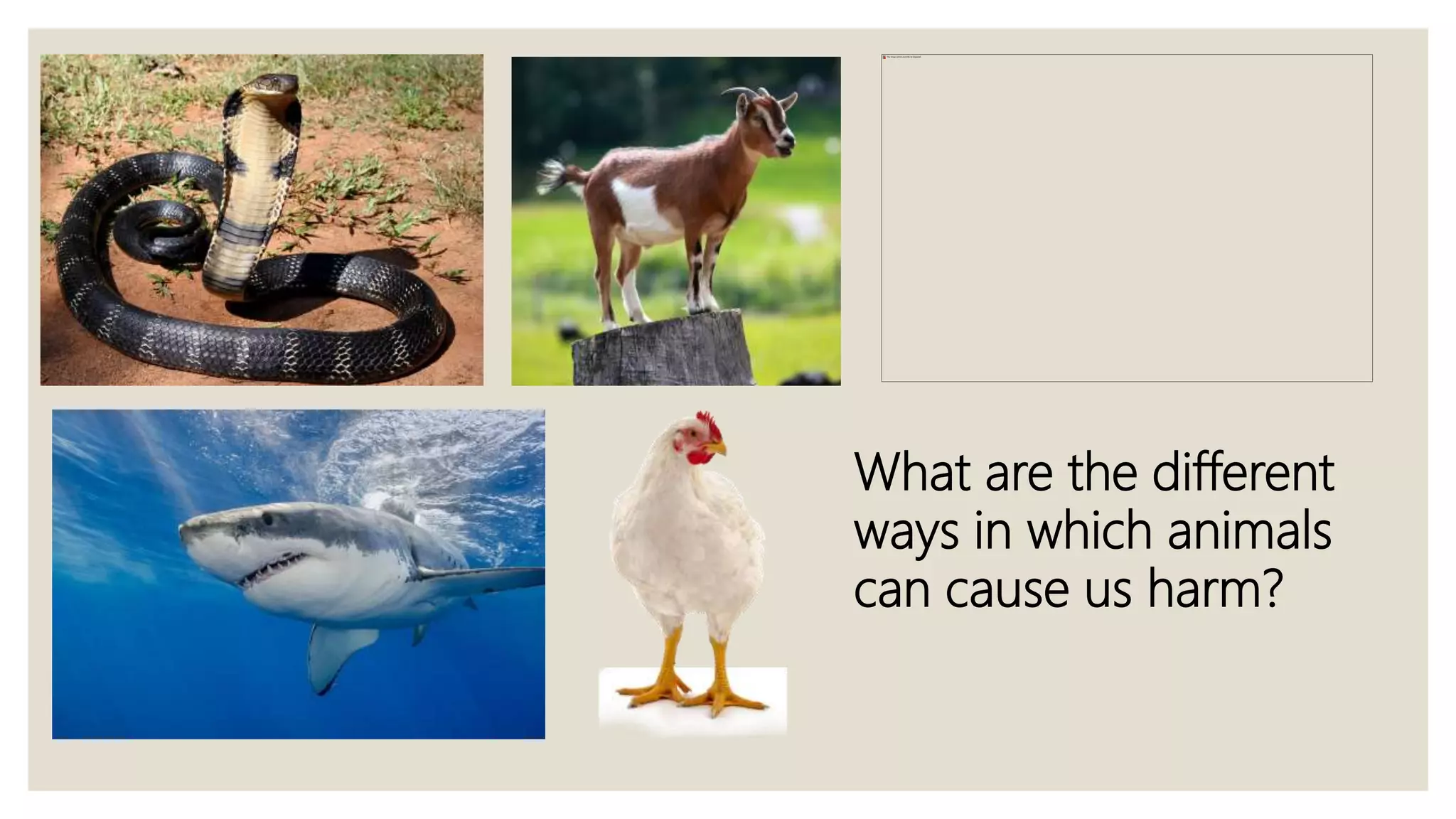 How Are Animals Harmful.pptx