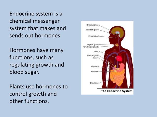 How are cells_specialized_chapter_8_lesson_2 | PPTX | Endocrine and Metabolic Diseases ...