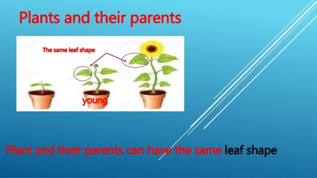 How are living things like their parent 13 12-2015