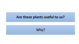 How Are Plant Useful.pptx