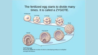 How babies are born edit.pdf