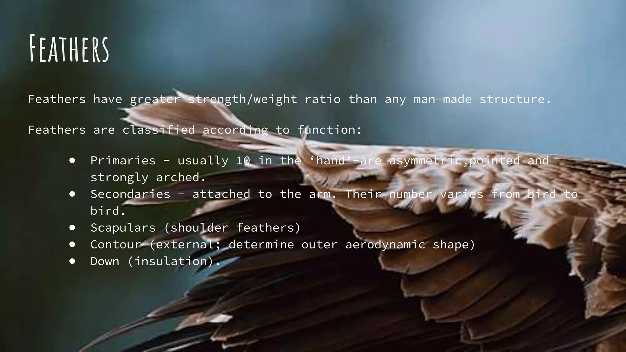 How birds fly | PPTX