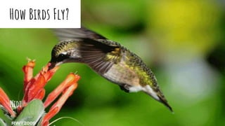 How birds fly | PPTX