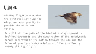 How birds fly | PPTX