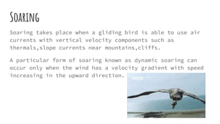 How birds fly | PPTX