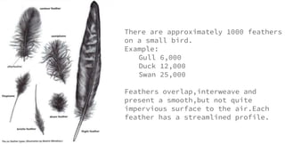 How birds fly | PPTX