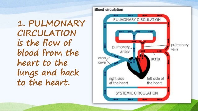 How blood moves around the body (Lesson 3)
