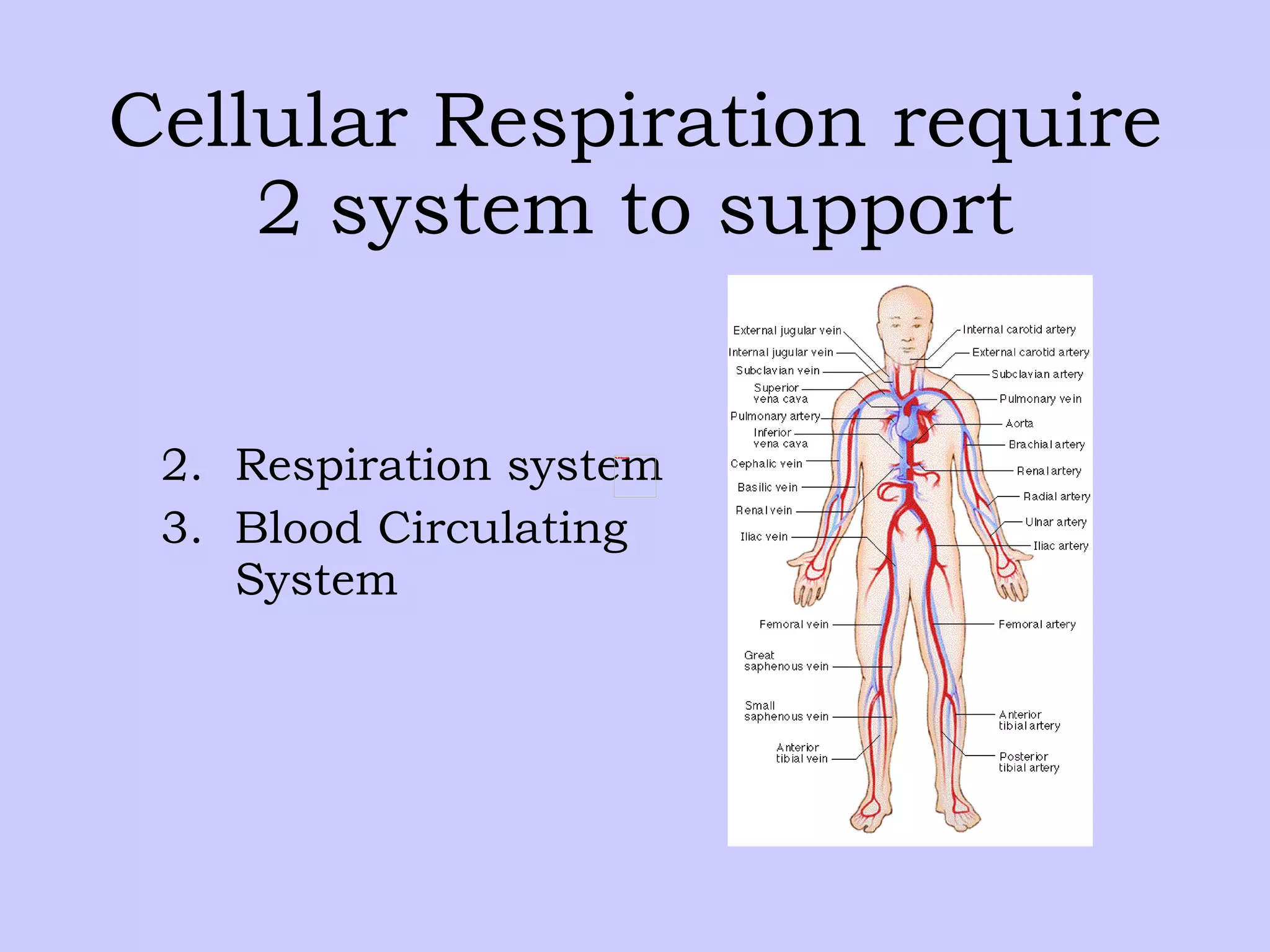 How bodygenerateenergy | PPT