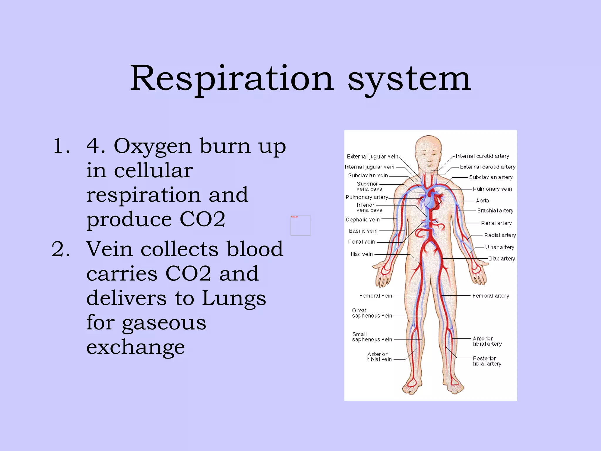 How bodygenerateenergy | PPT