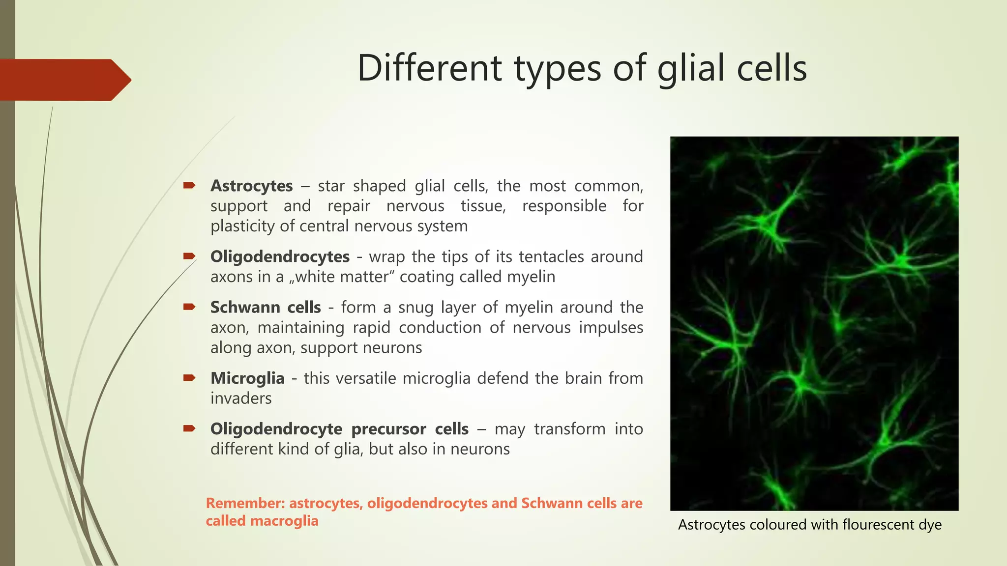 How brain cells work | PPTX
