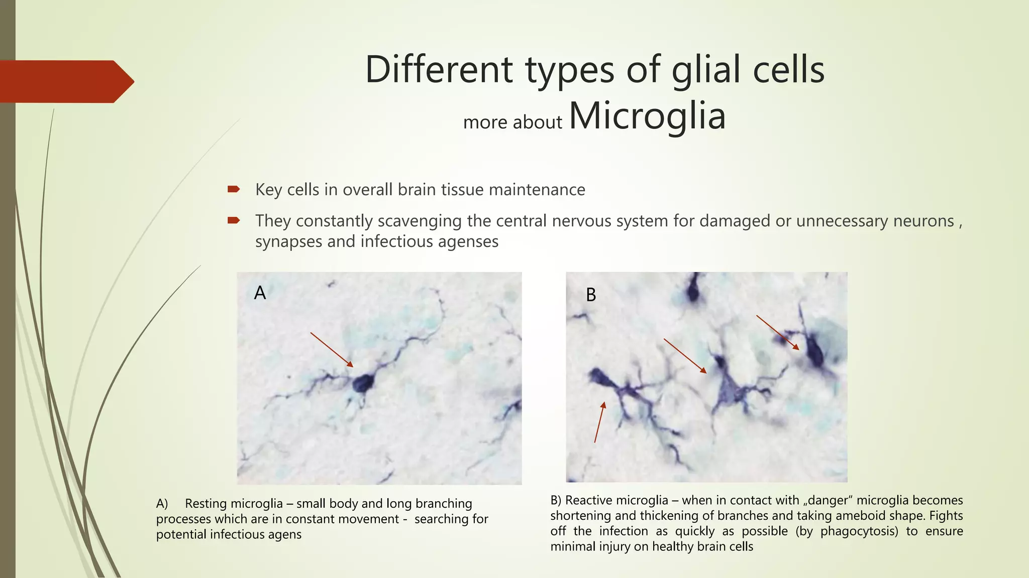 How brain cells work | PPTX