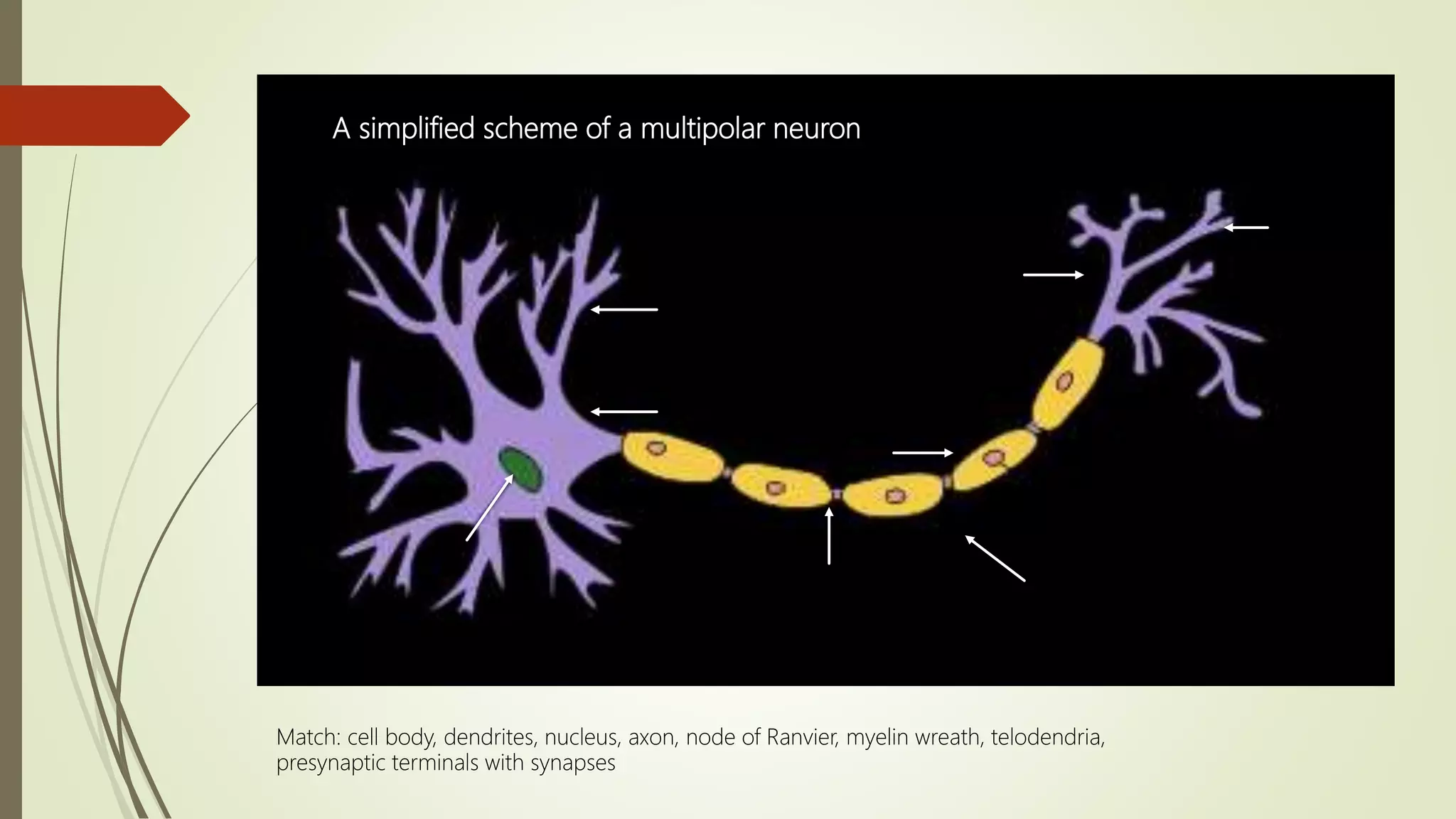 How brain cells work | PPTX