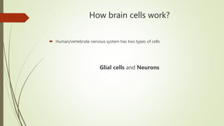 How brain cells work | PPTX