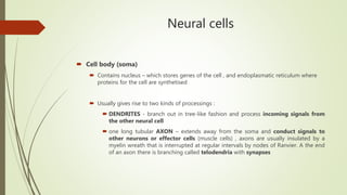 How brain cells work | PPTX