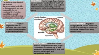 HOW BRAIN THINKING AND HELP IN LEARNING | PDF