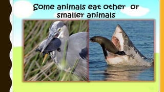 How can an animal meets its needs | PPT