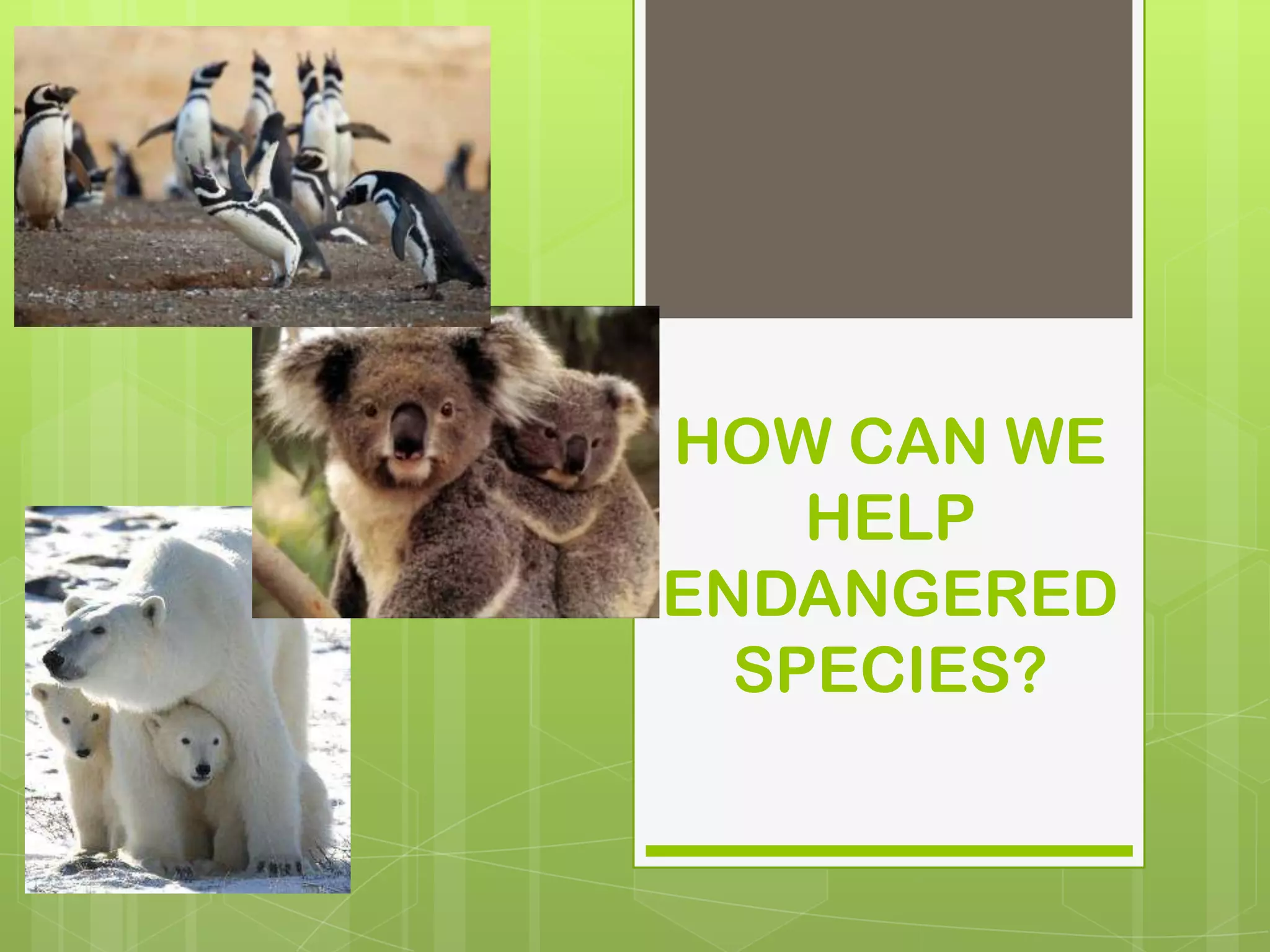 How can we help endangered species | PPTX