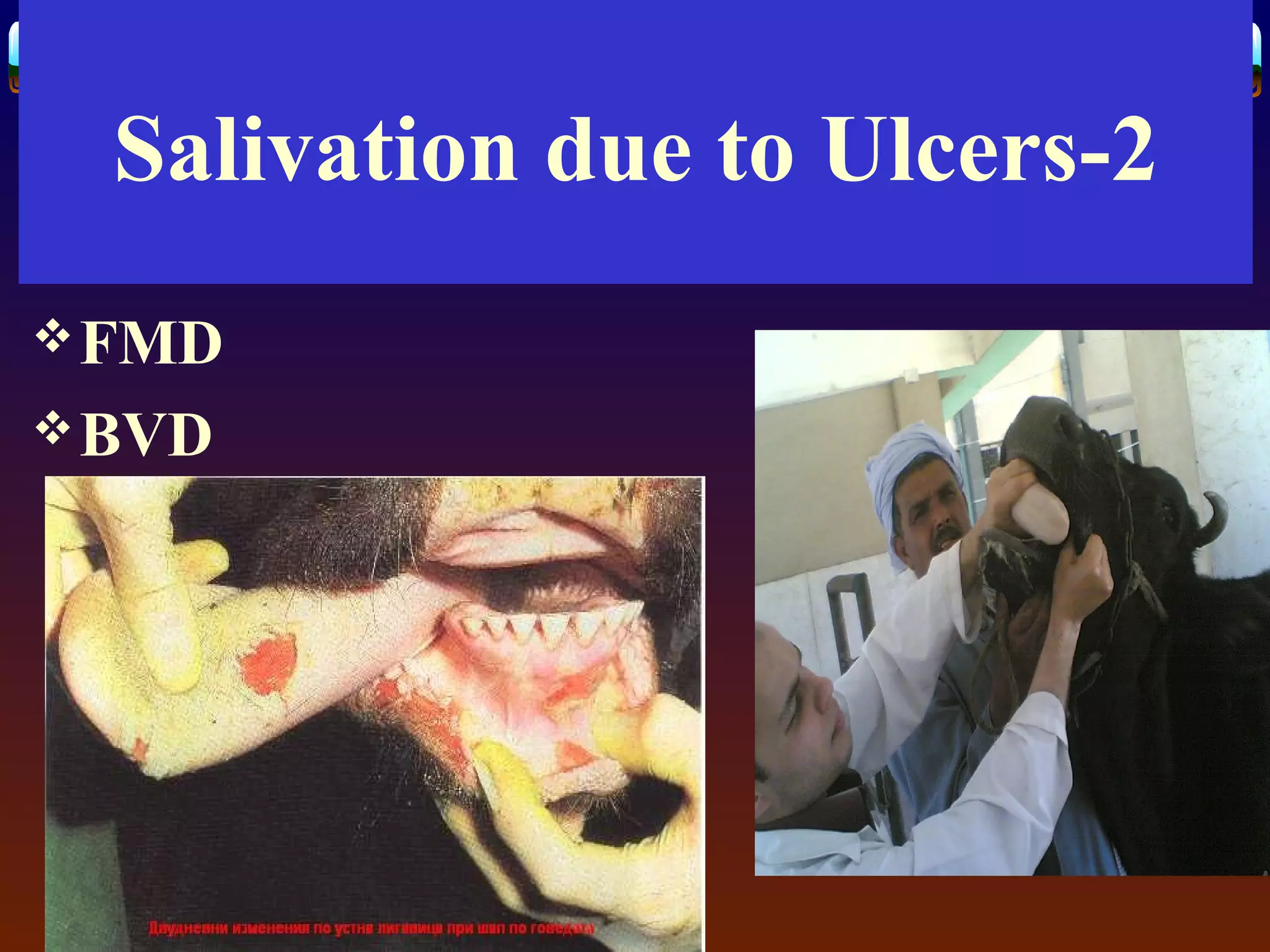 Method of diagnosis of diseases in farm animals Prof.Dr Hamed Attia | PPT